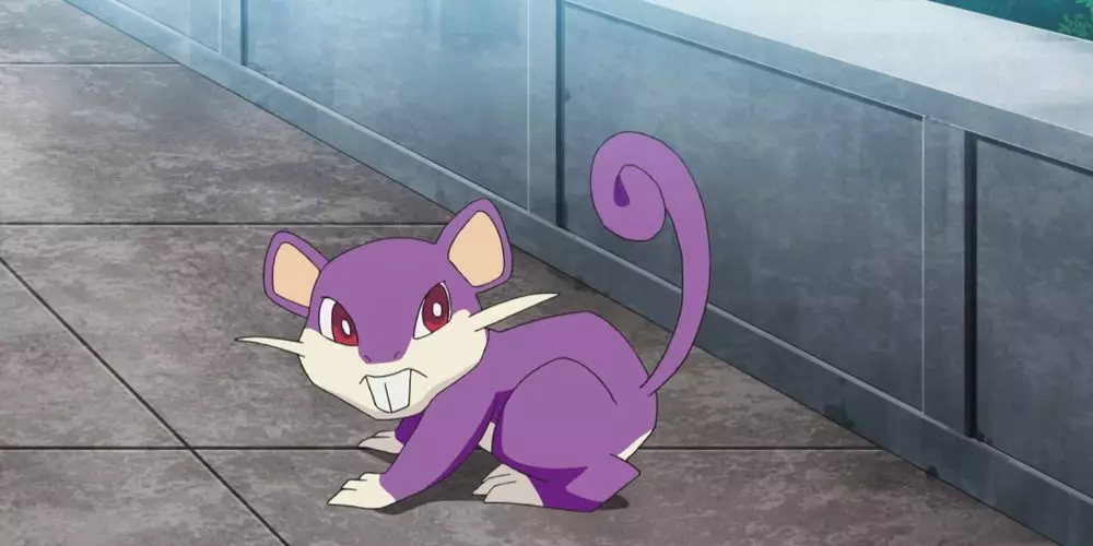 Anime pokémon dul Rattata