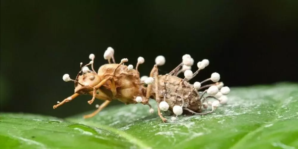 اسان جي آخري Cordyceps ترقي TLOU 3 ۾ تمام مختلف ٿي سگهي ٿي 57480_1