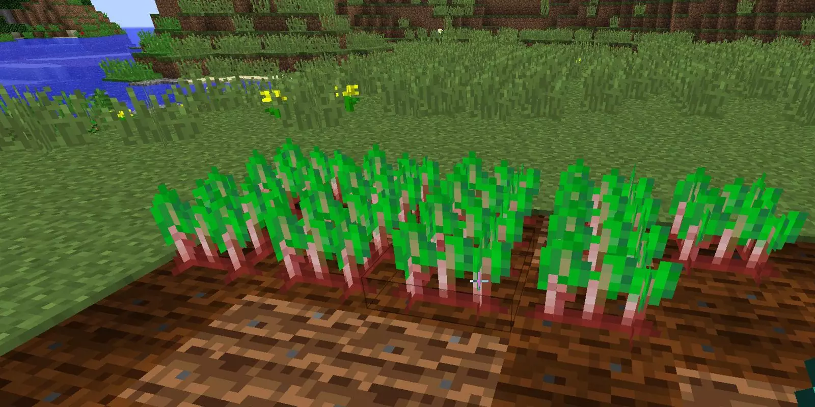 Minecraft Beetroot